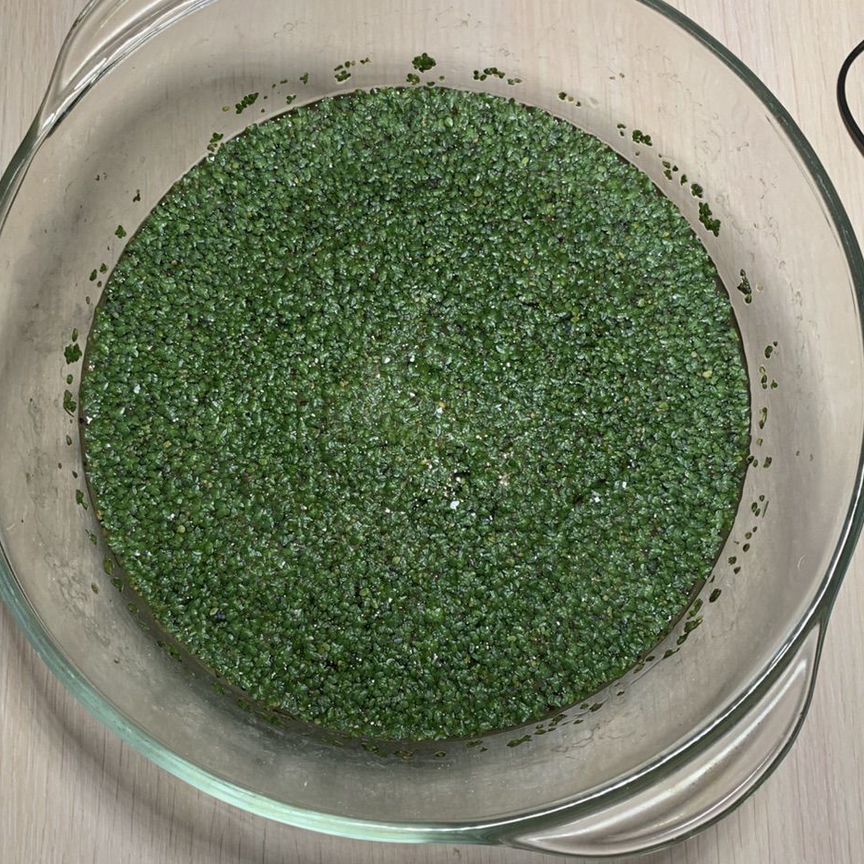 Аквариумное растения Ряска