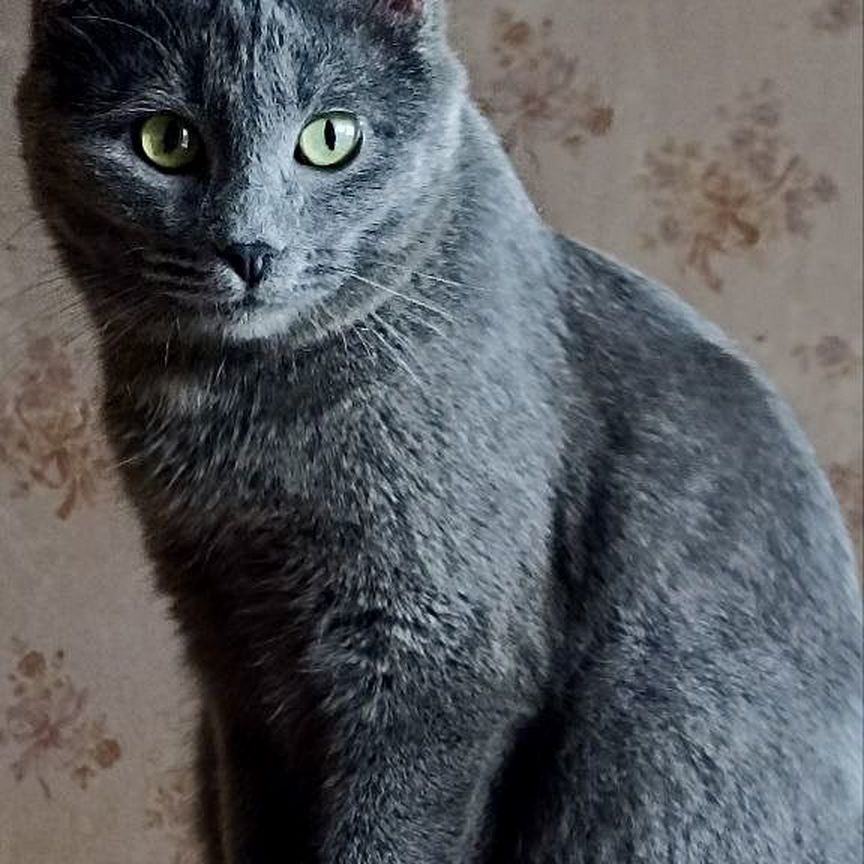 Кошки в добрые руки