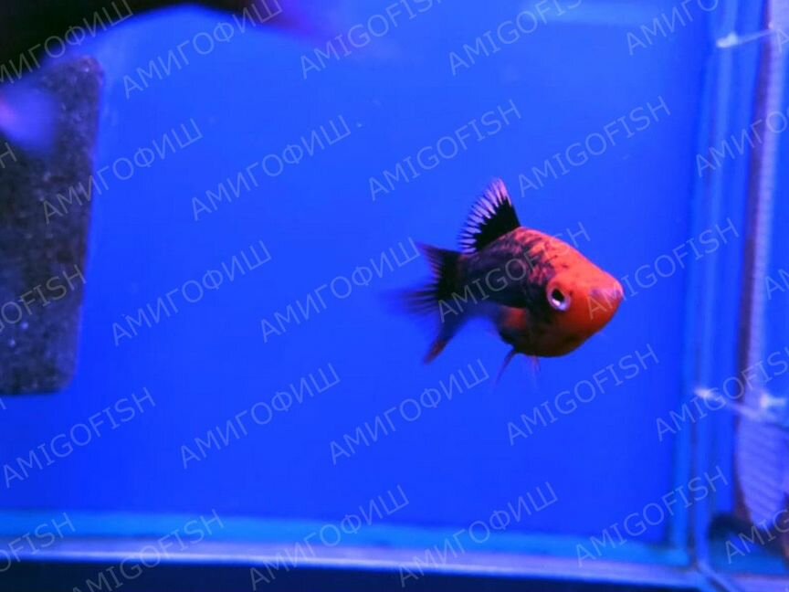 Пецилия красноносая (Xiphophorus maculatus) разво