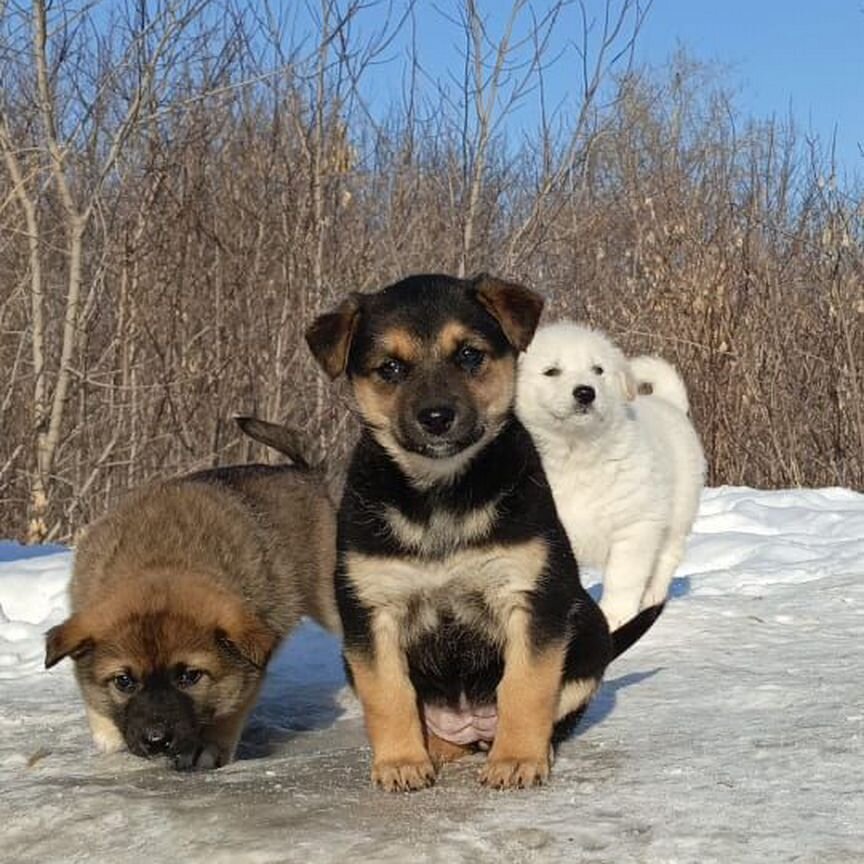 В добрые руки