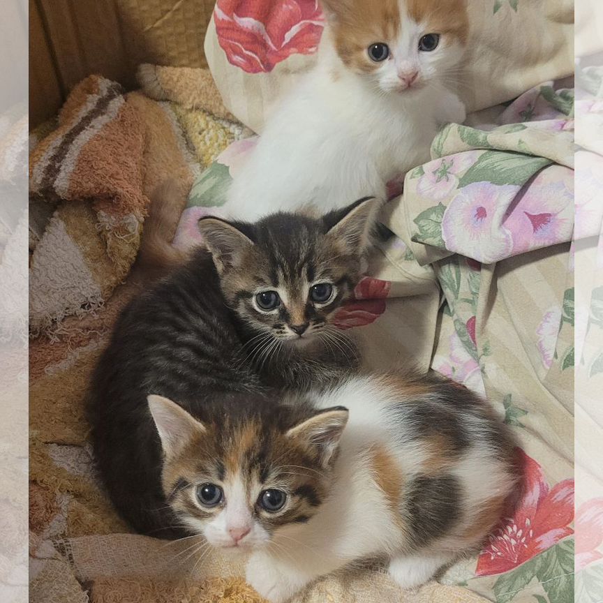 Котёнок в добрые руки