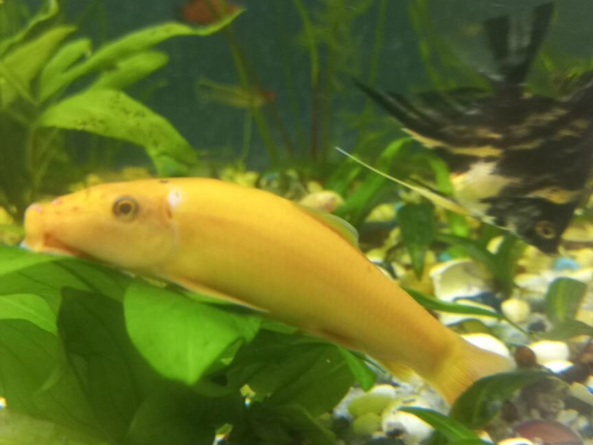 Гиринохейлус золотой