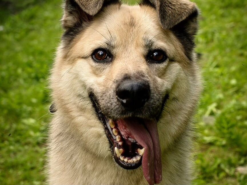 Небольшая собака с огромным сердцем