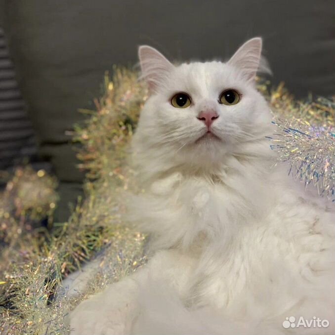 Турецкая ангора кот