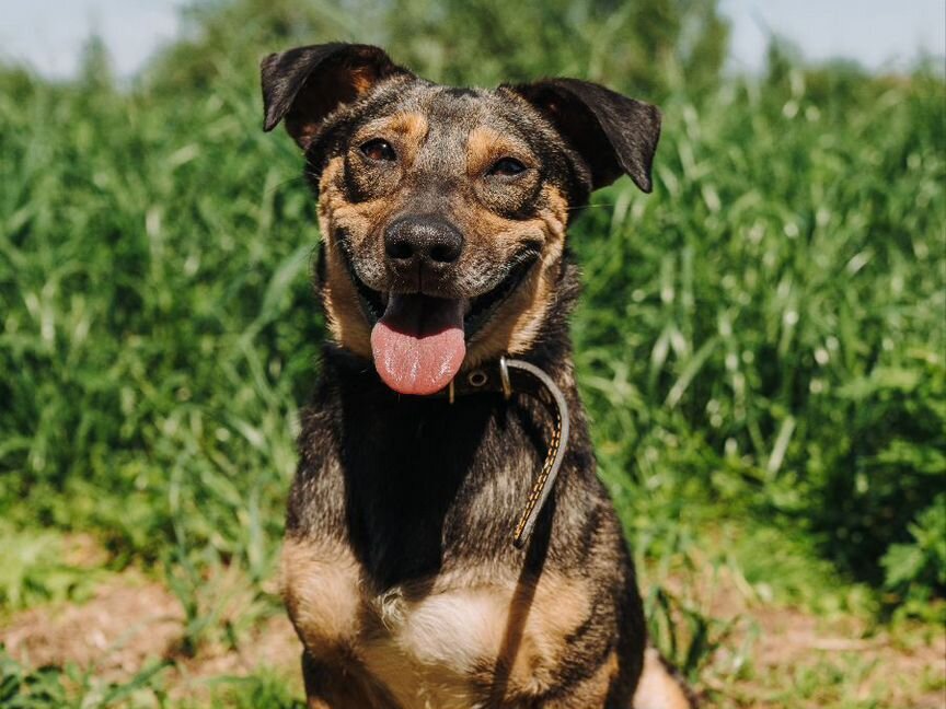 Собака в добрые руки