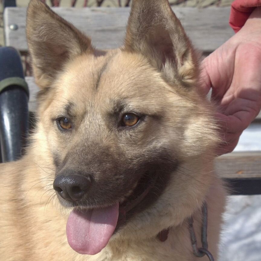 Взрослый пёс в добрые руки