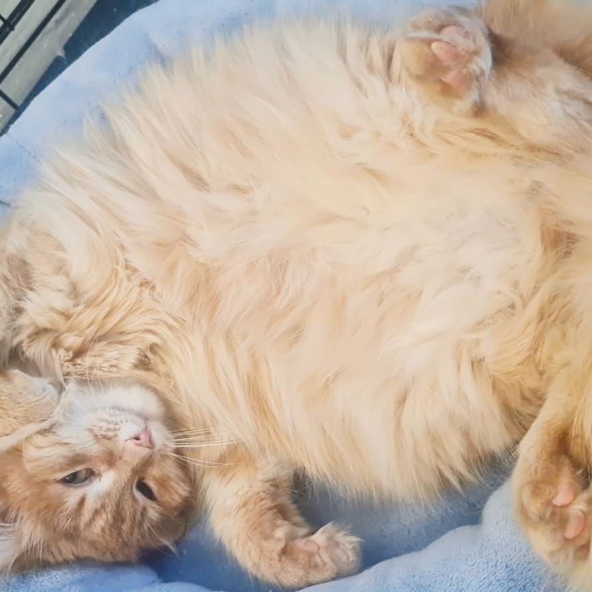 Котик Уилисс, 3 года