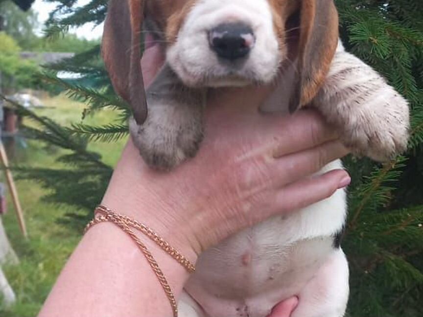 Бигль Девчонки