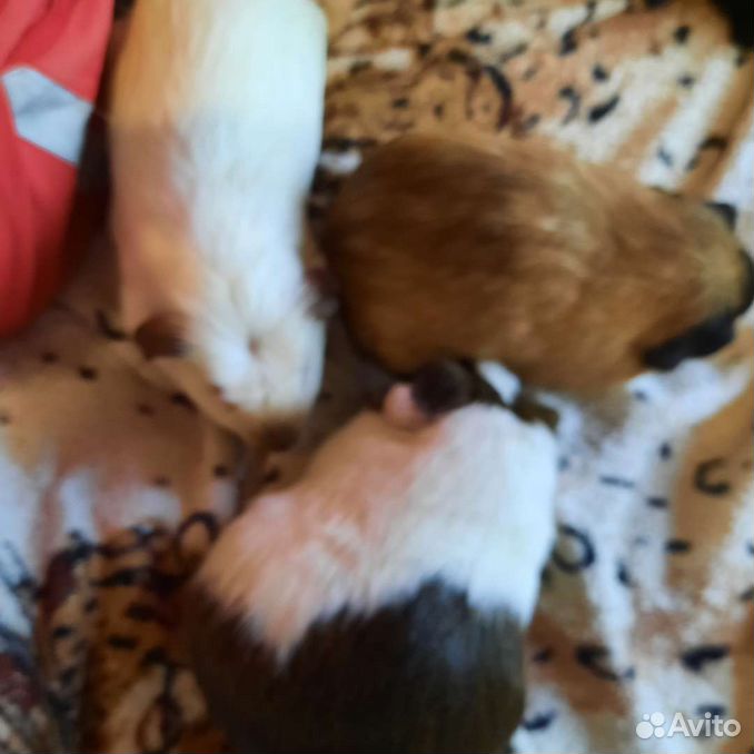 Морская свинка бесплатно в дар 2мальчика и девочку