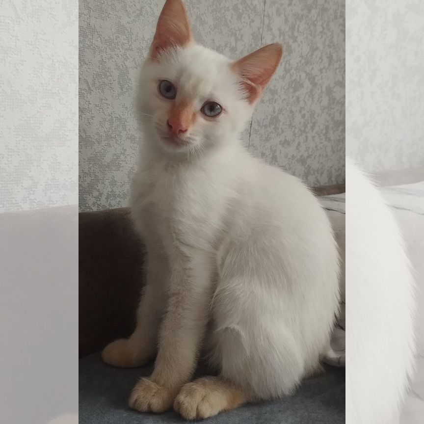 Котёнок в добрые руки