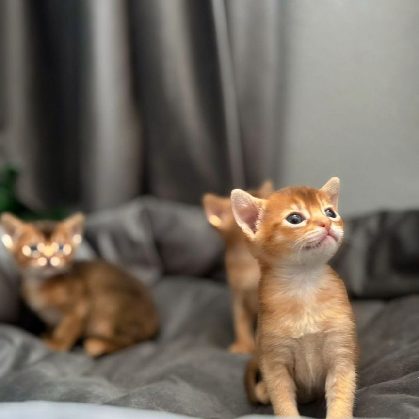 Абиссинские котята