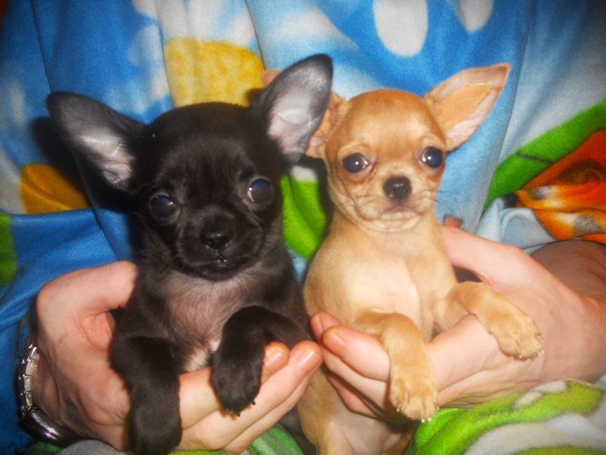 Миниатюрные чихуашки