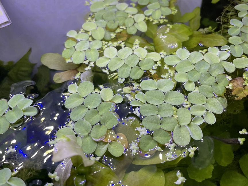 Отдам пистию