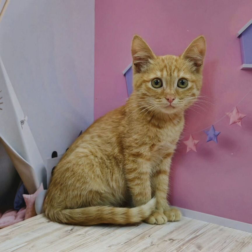 Котенок в добрые руки
