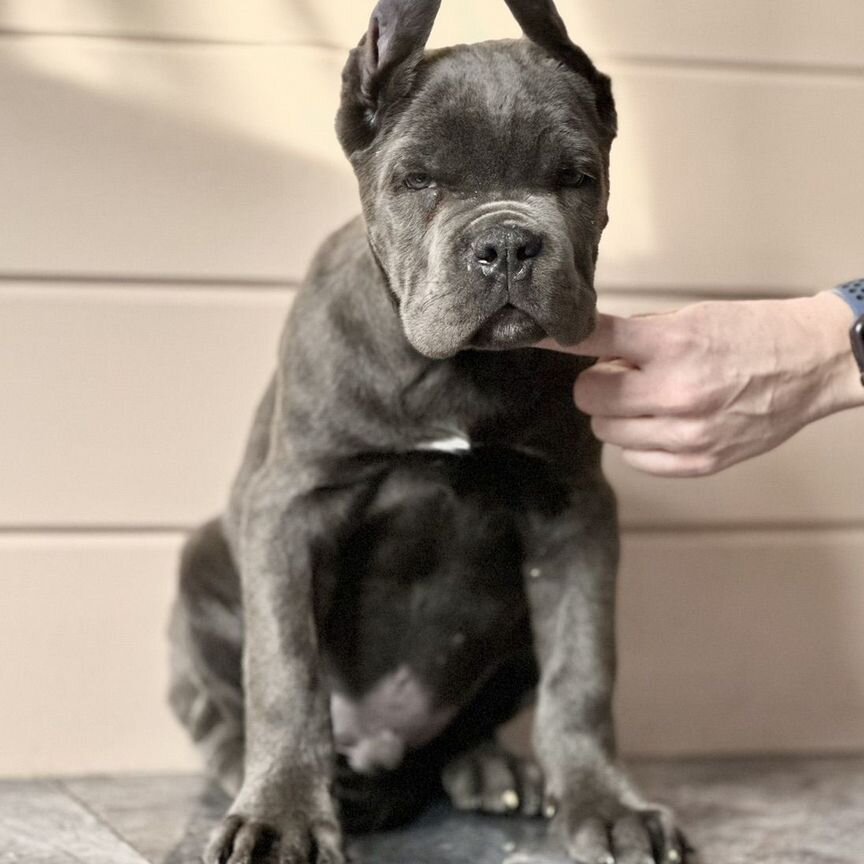 Парень кане корсо