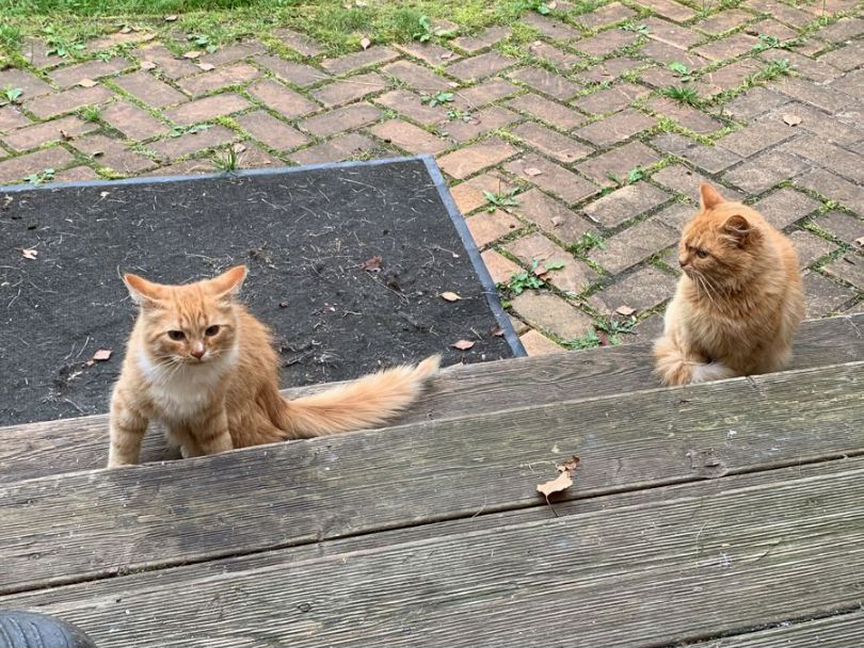 Котята рыжие бесплатно