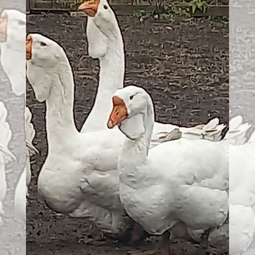 Холмогорские гуси