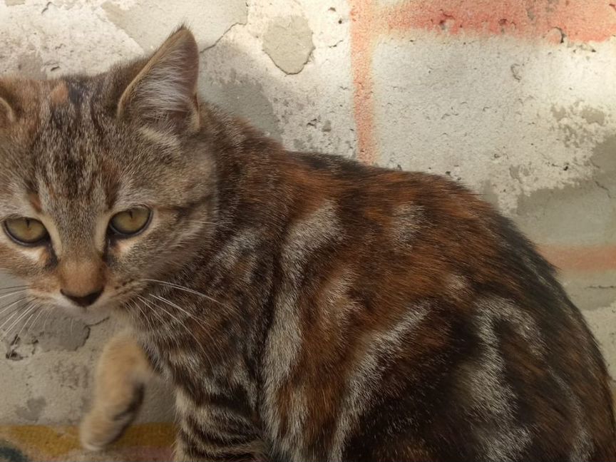 Кошки в добрые руки бесплатно