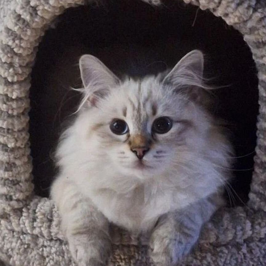 Невский маскарадный котёнок