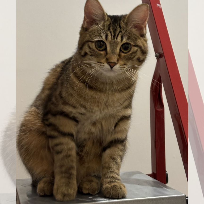 Взрослая, кошка в добрые руки