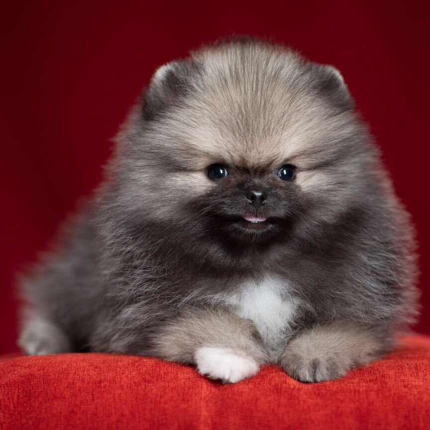Померанский шпиц, щенок