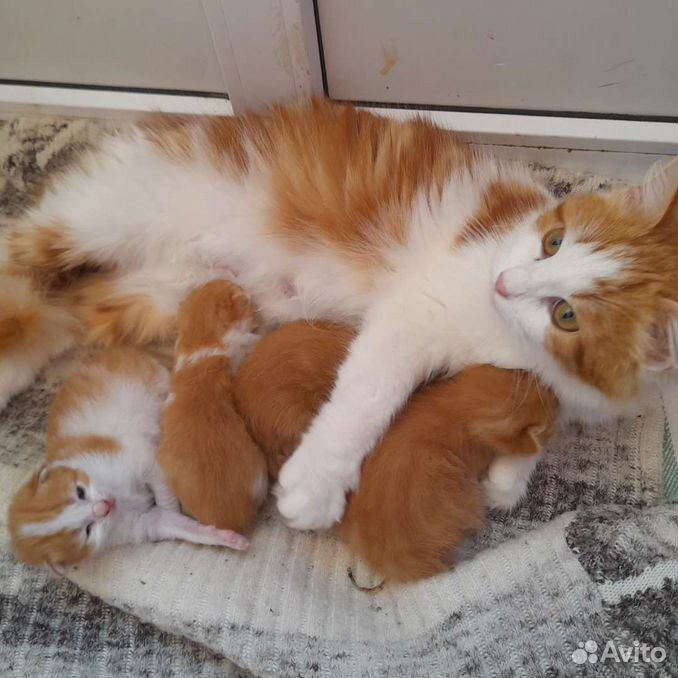 Котята в дар. Мамочка хорошая крысоловка