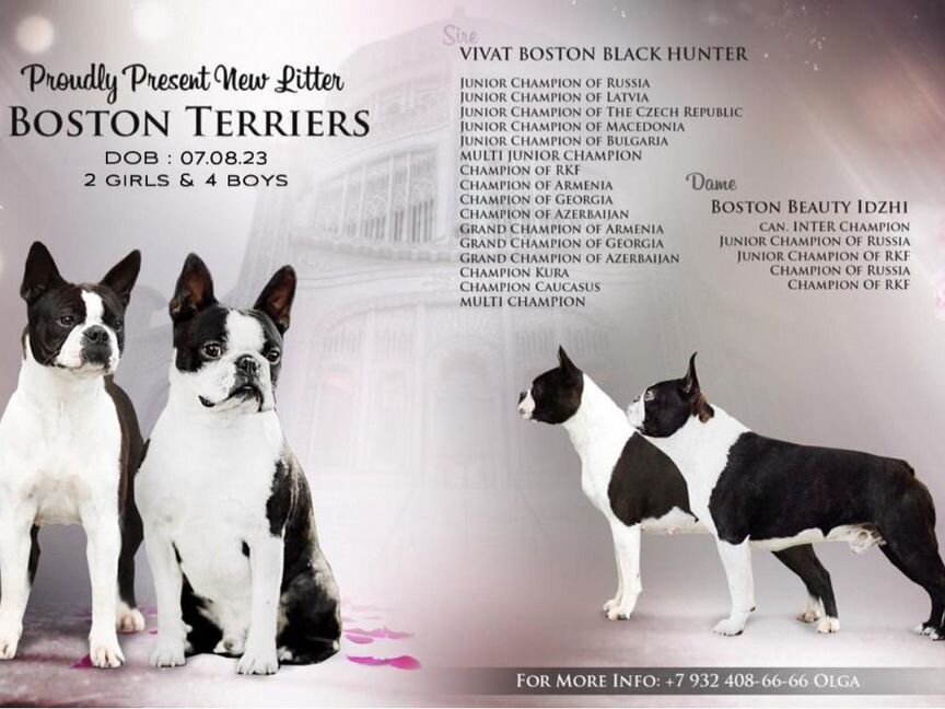 Бостон терьер