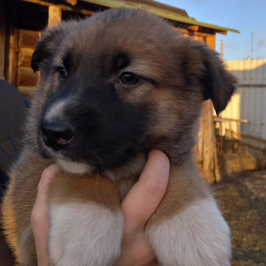 Щенок в добрые руки