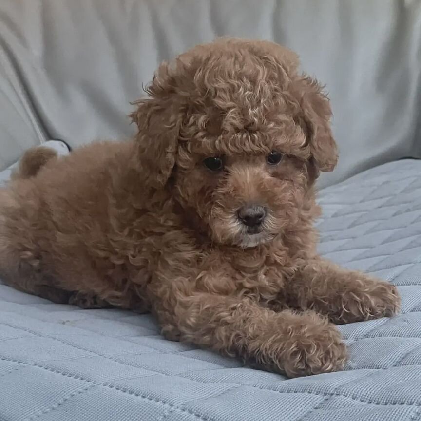 Пудель, щенок