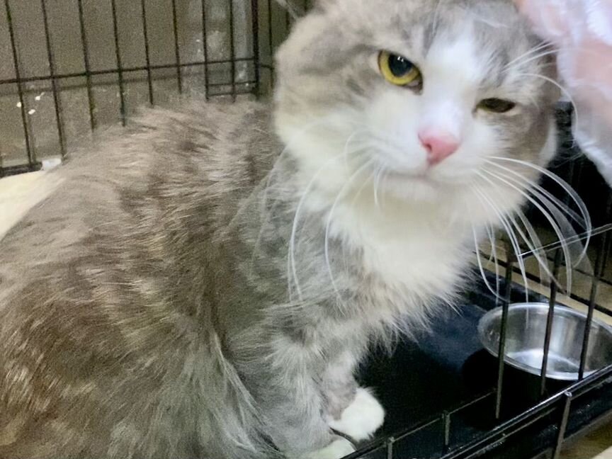 Котик Томас, розовый носик в добрые руки