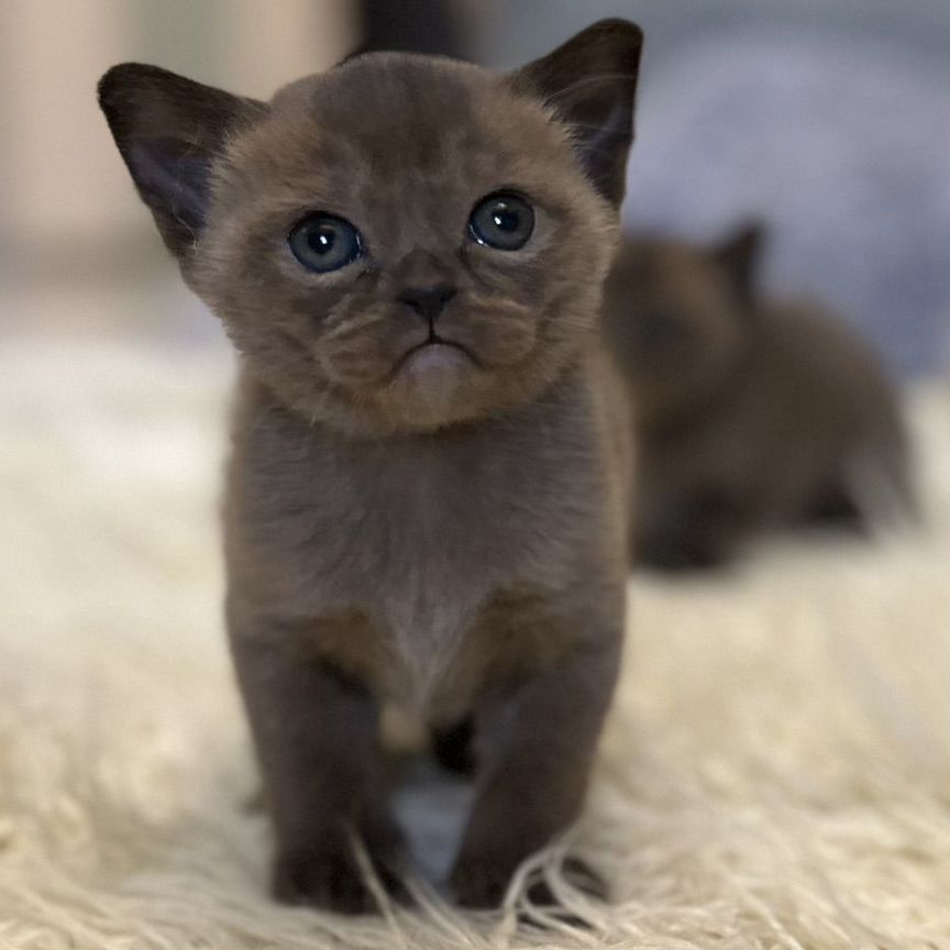 Бурманская