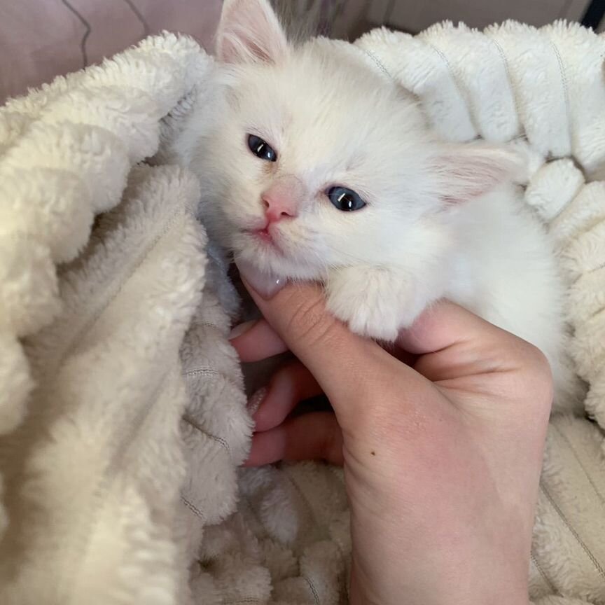 Котёнок от частного владельца