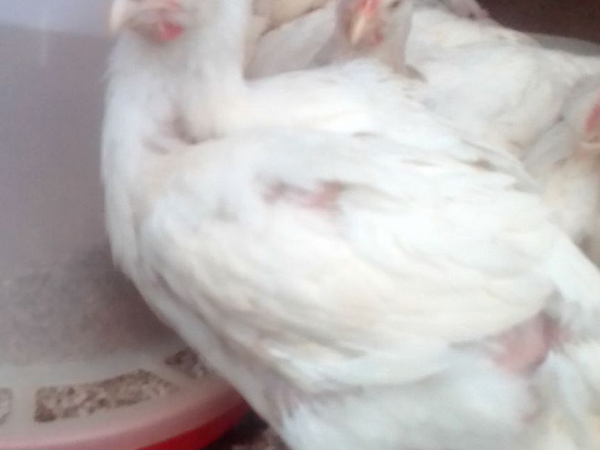 Бройлеры Кооб 500