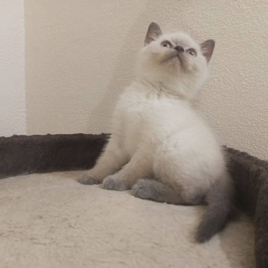 Британские котята