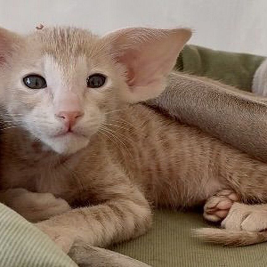 Ориентальные ушастики