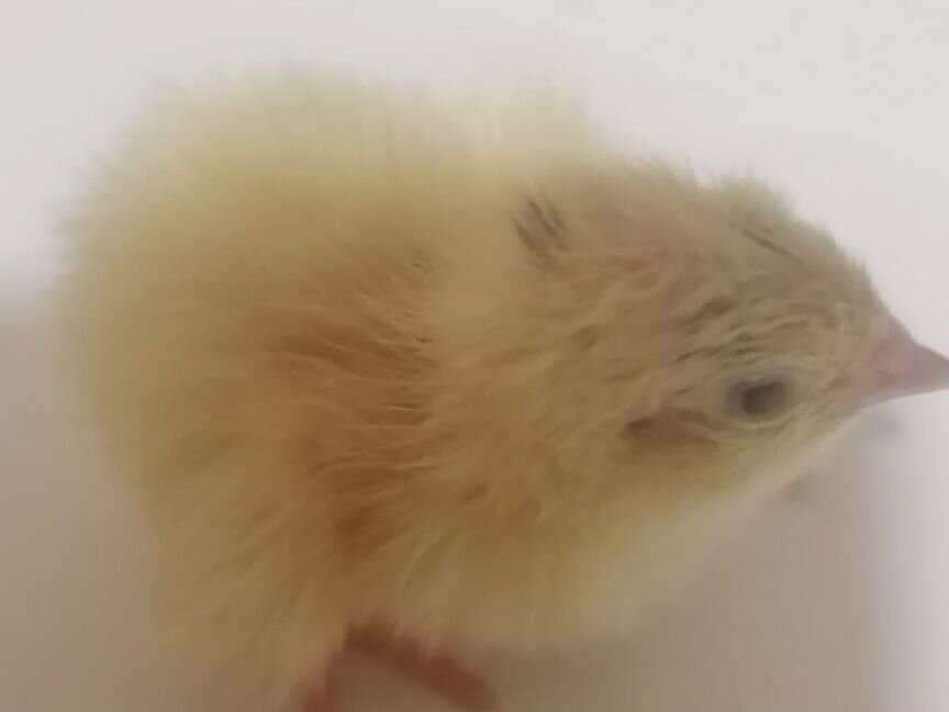 Суточный перепел Техас