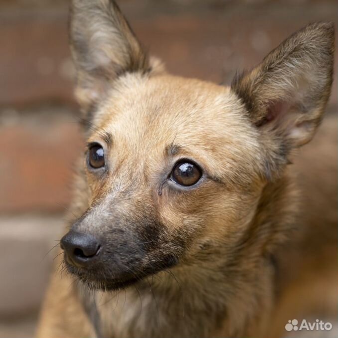 Мелкая собачка Ляля в добрые руки