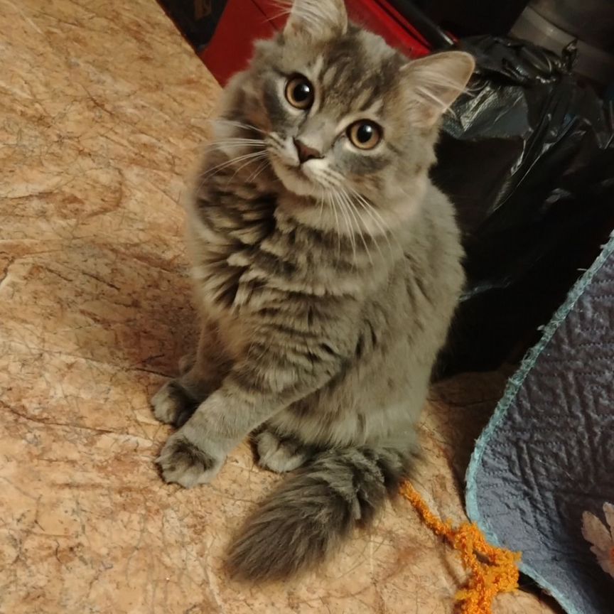 Кошки в добрые руки сибирские котята