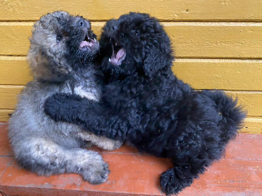 Кучеряш - дредовый пуляш