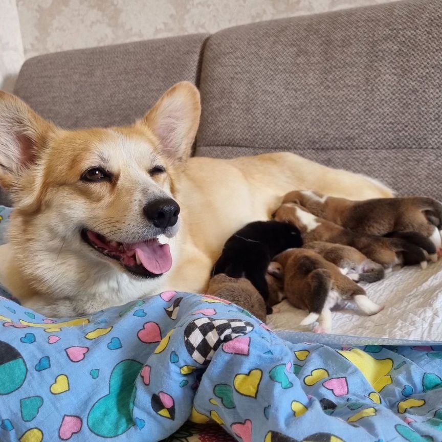 Вельш-корги пемброк