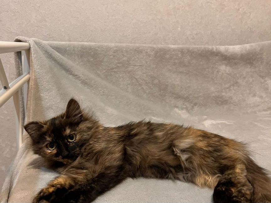 Пушистая кошечка котенок ищет дом