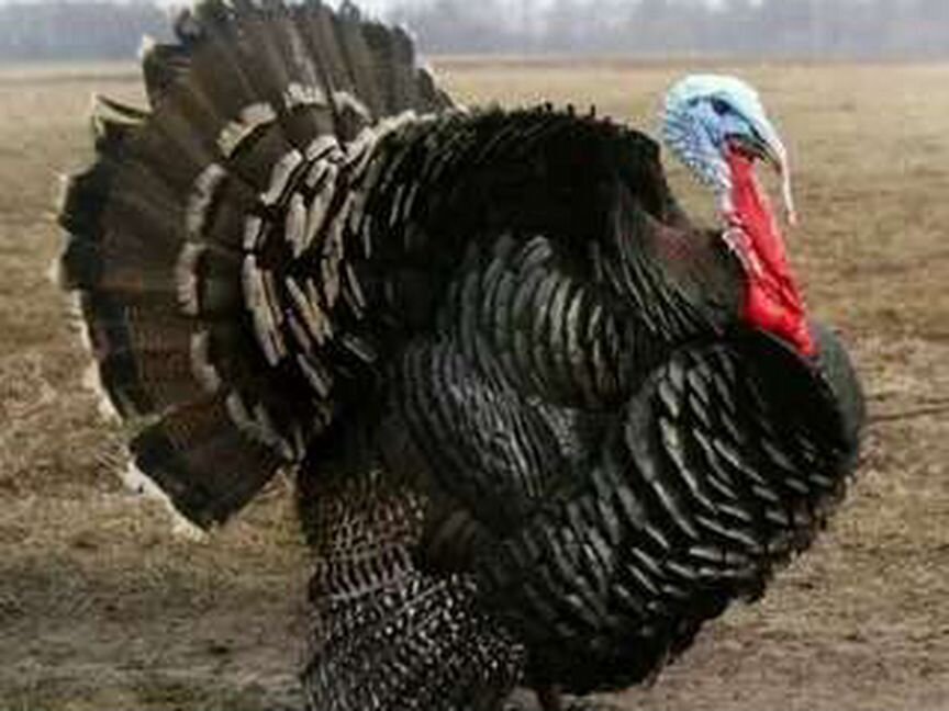 Продам индюков и индюшек