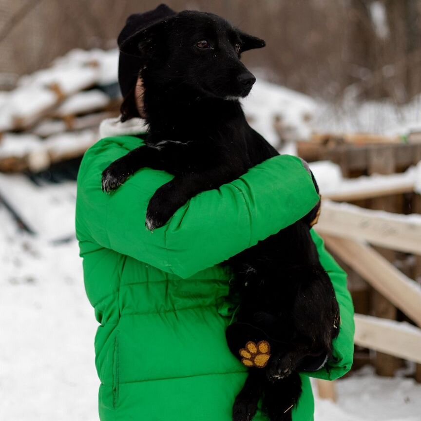 Кобель Федя в хорошую семью