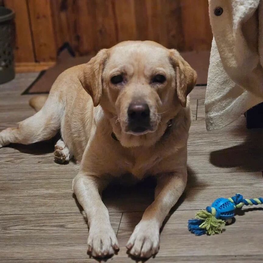 Собачка в добрые руки