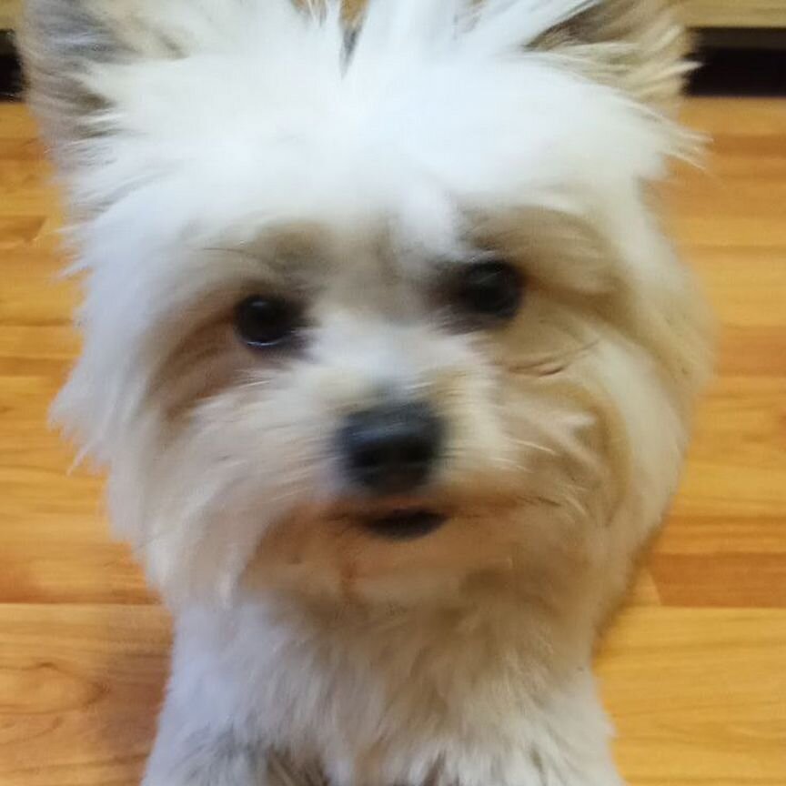 Продаётся чудеснейший Йорк малыш