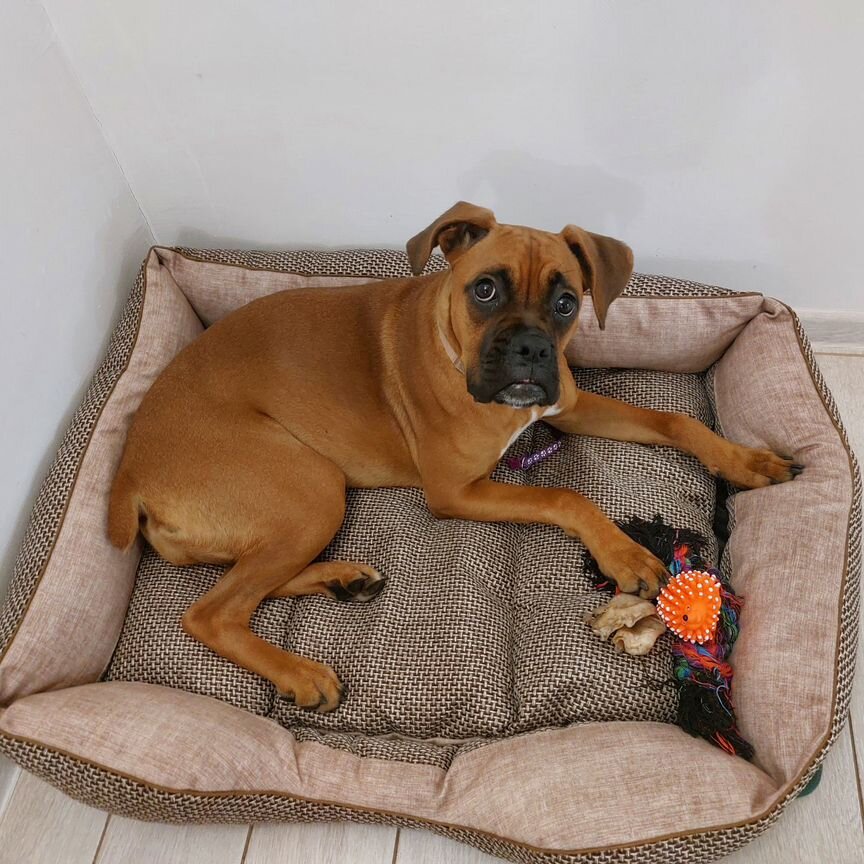 Собака породы боксёр