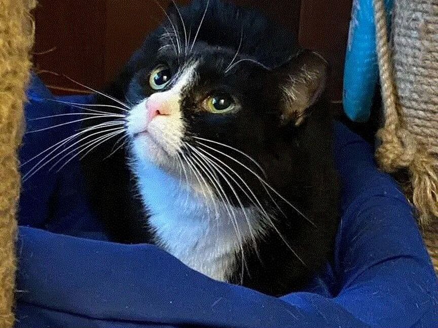 Красотка лапулька девочка Дудушенька ищет дом