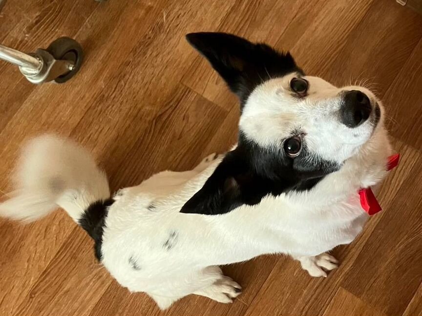 Собака в добрые руки отдам бесплатно