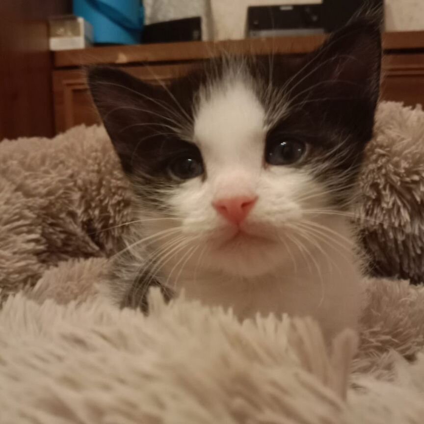 Котенок Мишка