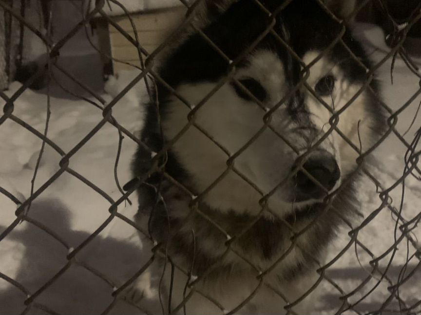 Собаки хаски